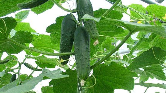 Cucumber Benefits A Sex Toy Or Disease Antidote Healthfacts Ng